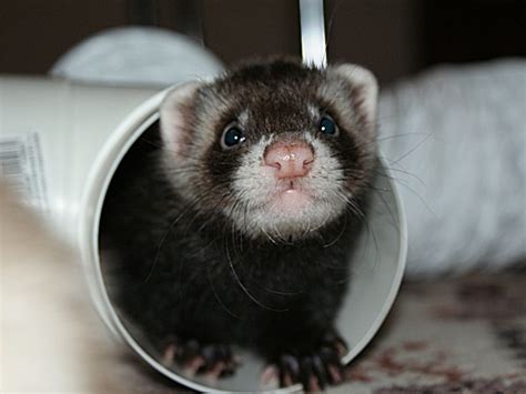 Jaki rodzaj fretki kupić Zapytaj onet pl