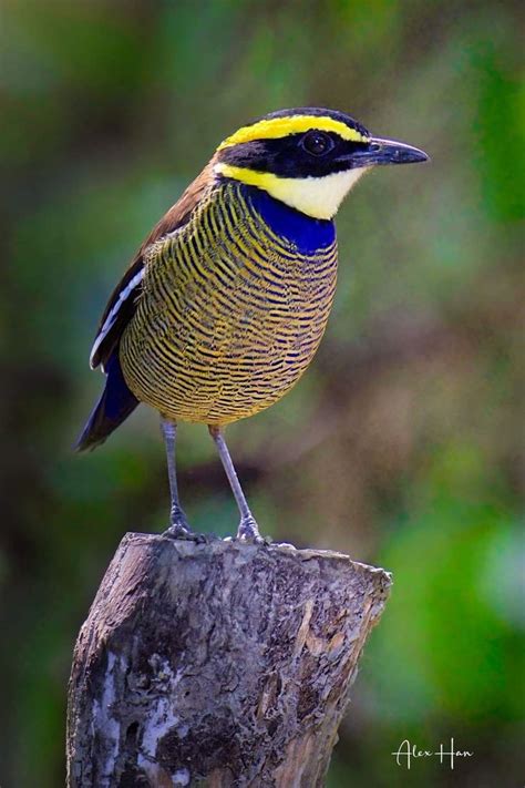 Pin By Nancy Owens Merenda On Birds Of A Feather 2 Beautiful Birds