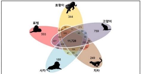 고양이과 한국표범 게놈지도 세계최초 완성
