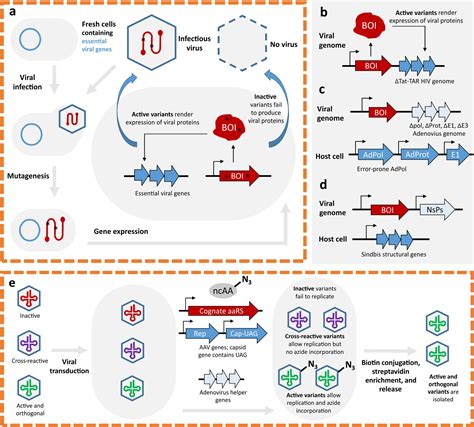 Virus Assisted Directed Evolution Of Biomolecules Pmc