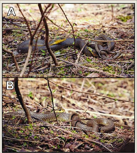 A Male Right And Female Rhabdophis Tigrinus Left Engaged In
