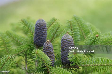 아름다운 상록 수선 나무 한국 전나무 원두를 닫습니다 녹색 배경에 한국 전나무 나무 전나무 아비스 코리안가 나뭇가지에 어린 푸른