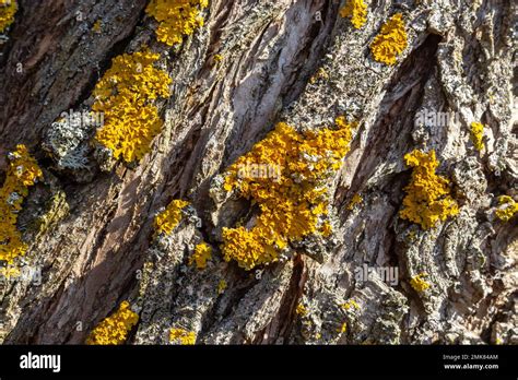 Orange Lichen Yellow Scale Maritime Sunburst Lichen Or Shore Lichen Xanthoria Parietina Is A