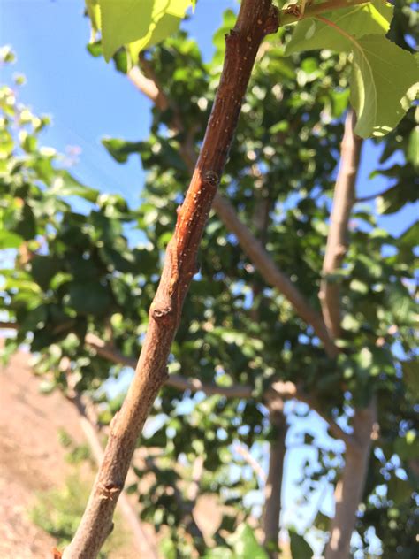 Best Grafting Sealant General Fruit Growing Growing Fruit