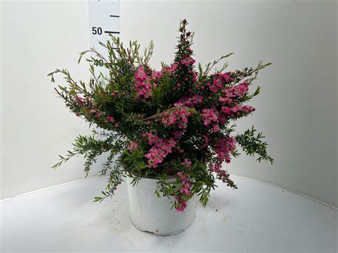 Leptospermum Auricchio And Sons