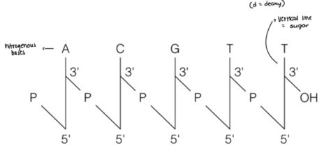 C2 Structure Of Nucleic Acids Flashcards Quizlet