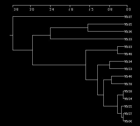 A Dendrogram Based On Upgma Clustering Of Accessions Of A