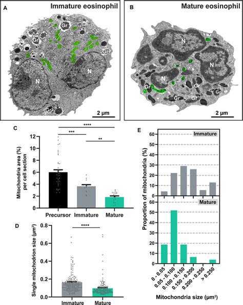 Mouse Eosinophil Maturation Leads To The Reduction Of Mitochondrial