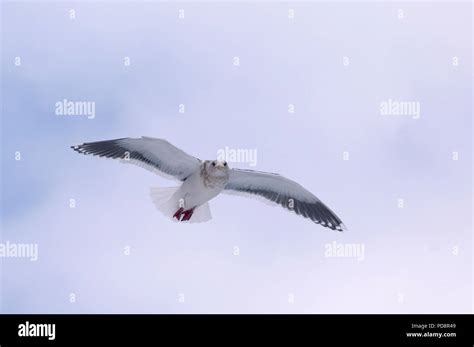Slaty Backed Gull Larus Schistisagus Flying Japan IUCN Red List