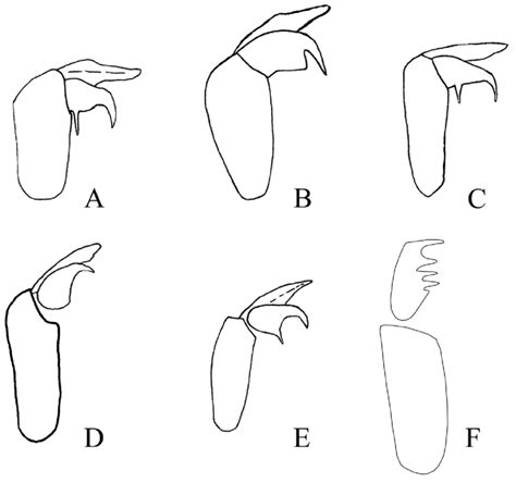 Hypomicrogarter Tarsal Claws Morphology In Lateral View For The
