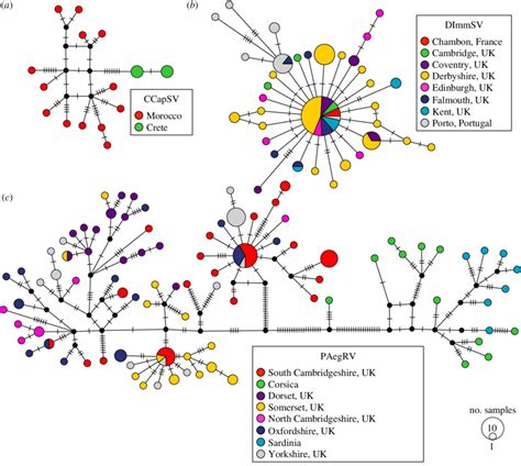 Median Joining Phylogenetic Network Of Sequences From The Three Download Scientific Diagram