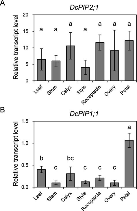Expression Of Dcpip21 And Dcpip11 In Various Tissues Of The Pure