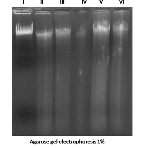 Figure A3 Dna Fragmentation Studies By Agarose Gel Electrophoresis