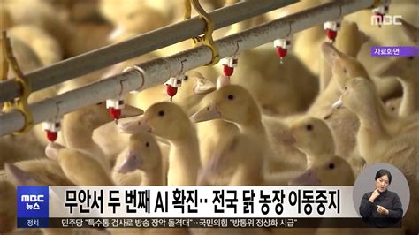 무안서 두 번째 Ai 확진‥전국 닭 농장 이동 중지