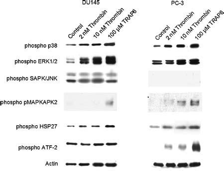Activation Of PAR Leads To Activation Of P And Erk MAPK Signaling