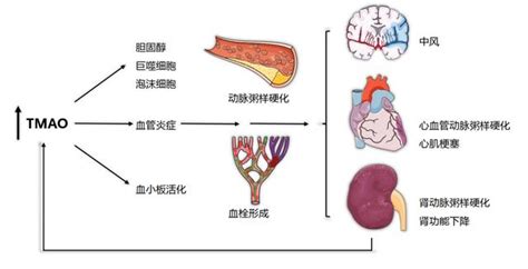 腎功能不好？紅肉和蛋黃可得悠著點 每日頭條