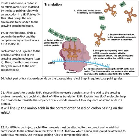 Inside A Ribosome A Codon In An Mrna Molecule Is Matched By