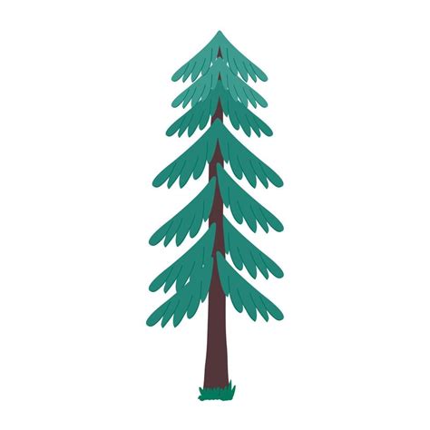 Pine Tree Plant Vector Art At Vecteezy