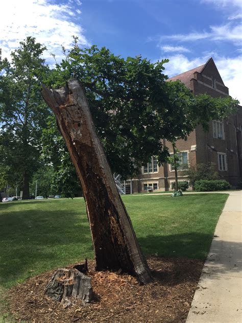 Cultural Environments The Resilient Tree And The Other Side Of Paradise