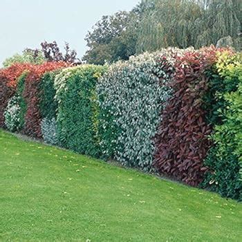 BALDUR Garten Winterharte Hibiskus Hecke 10 Pflanzen Hibiscus