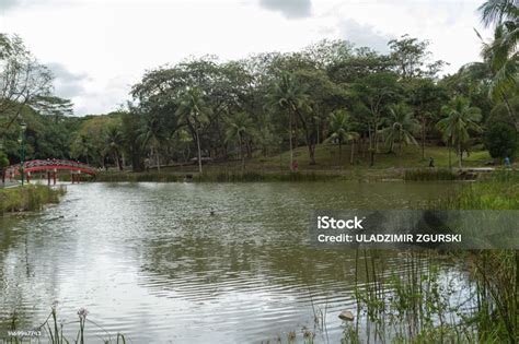 말레이시아 쿠칭의 도시 공원 큰 나무와 잔디밭이 있는 열대 정원 길 호수 0명에 대한 스톡 사진 및 기타 이미지 0명 꽃 식물 낮 Istock