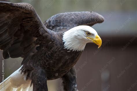 Naklejka ptak raptor symbol drapieżnik sokolnictwo Dekowizja pl