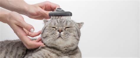 Overgrooming In Cats