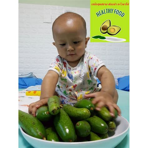 ต้นอโวคาโด้เสียบยอด พันธุ์ไร้เมล็ด เวียดนาม Seedless Avocado Tree ผล