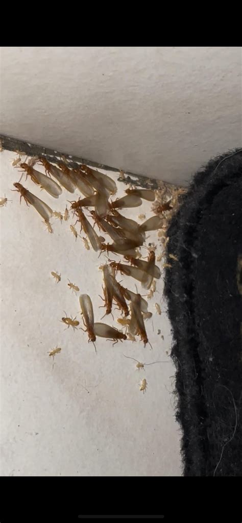 Can Anyone Identify Rbugidentification