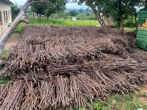 Addressing Cassava Brown Streak Disease In Zambia Plantwiseplus Blog