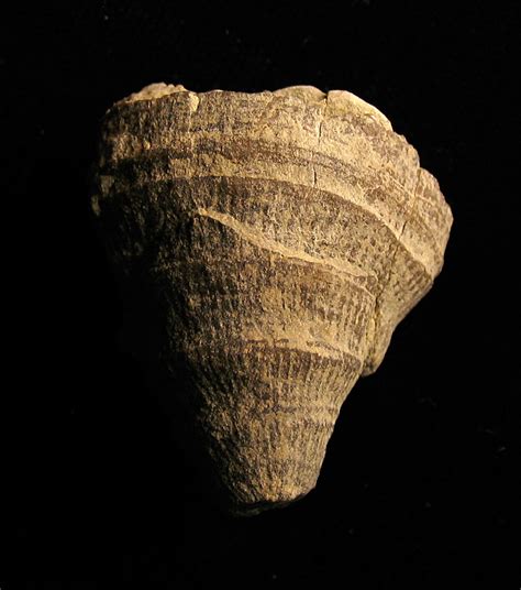 Louisville Fossils And Beyond Nov 21 2016
