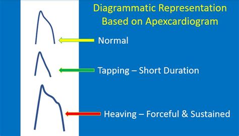 Apical Pulse Beat