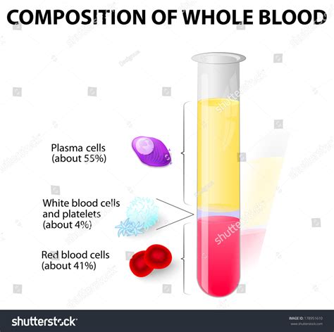 Red Blood Cells And White Blood Cells And Plasma