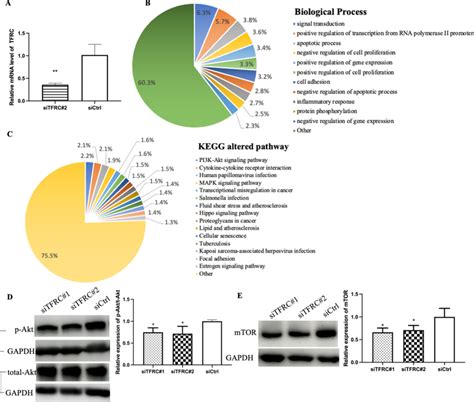Rna Sequencing Analysis After Tfrc Knockdown In Hk1 Ebv Cells A Mrna