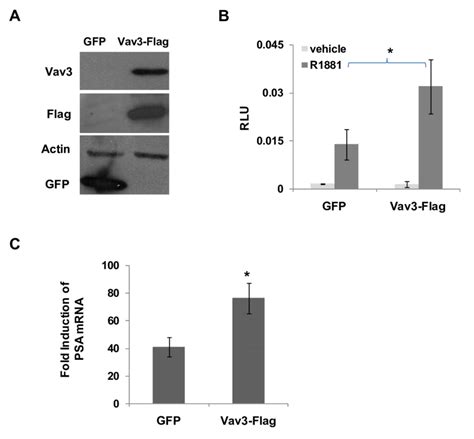 Lncap Cells Expressing Vav3 Flag Shows Increased Ligand Dependent Ar
