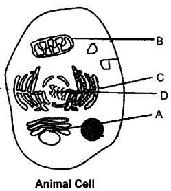 Extra Questions For Class 9 Science Chapter 5 The Fundamental Unit Of Life