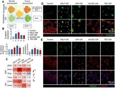Effect Of Activated Stromal Cells On Emtwnt Pathways Of 3d Tumor