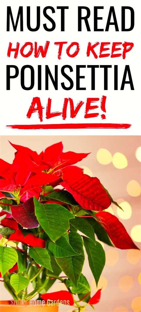 Poinsettia Care Poinsettia Care Poinsettia Plant Plant Care