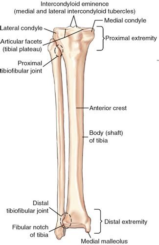 Knee Patella Tib Fib Anatomy Flashcards Quizlet