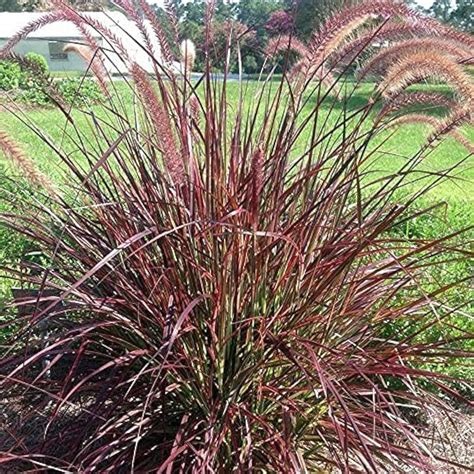 Purple Fountain Grass Pennisetum Rubrum Davenport 47 Off