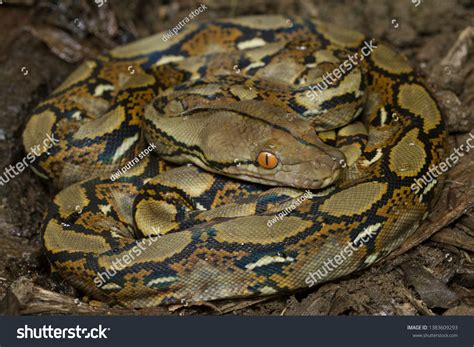 Baby Reticulated Python Python Reticulatus Bali Stock Photo 1383609293 Shutterstock