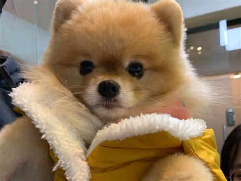 2023년 신상 겨울용 강아지 옷 5가지 귀엽고 실용적이에요 비마이펫 라이프