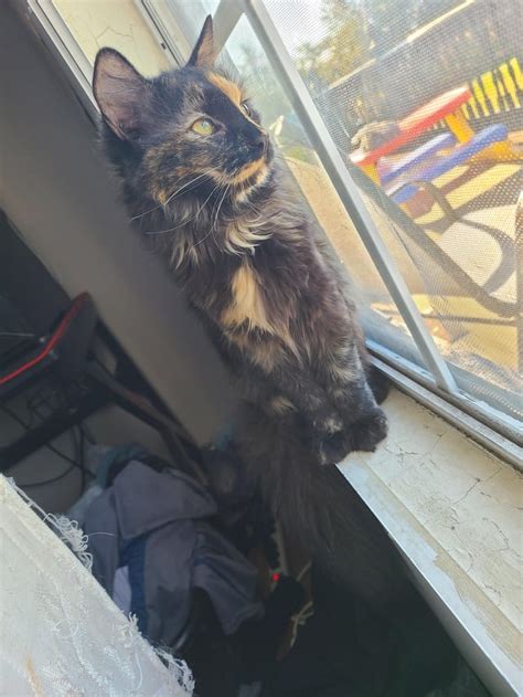 Meet Ms Coco R Kitten