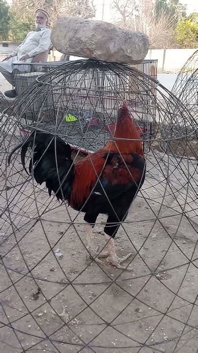 مرغا۔۔۔۔ Youtube