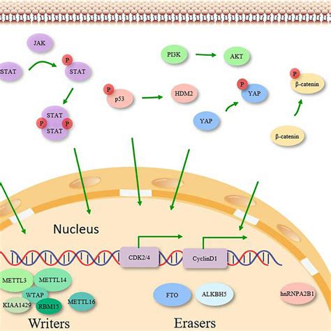 Molecular Targets Of M6a Enzymes In Various Signaling Pathways M6a