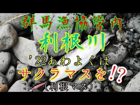 群馬漁協管内 利根川あわよくばサクラマス利根マス 戻りヤマメをサクラマスGETなるか ルアー釣行 YouTube