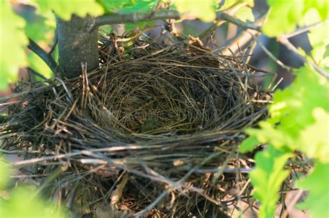 Empty Bird S Nest On An Oak Tree In Spring Stock Photo Image Of Rustic Forest