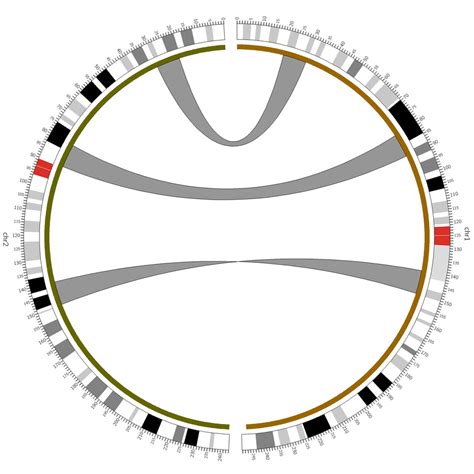 Large Circos Circular Genome Data Visualization