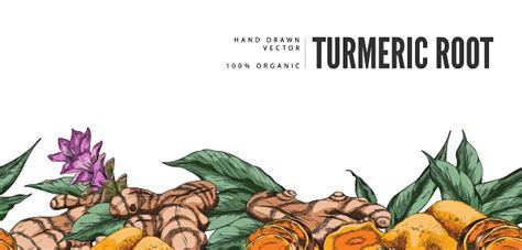 심황 식물 꽃과 뿌리 파우더 스케치 완벽 한 테두리 벡터 디자인 손으로 그린 강황 향신료 생강 조미료 0명에 대한 스톡 벡터 아트 및 기타 이미지 Istock