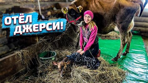 Проглядели отёл Первая дойка Джерсейской нетели из Дании Молодая